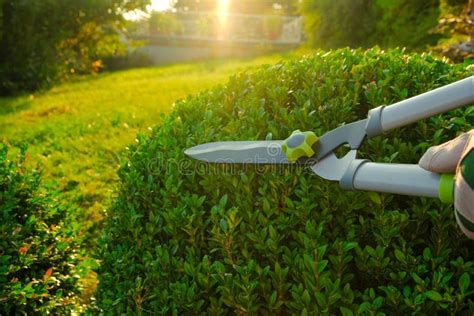 Boxwood Round Shapeshearing Plants In The Garden Tool For Plant