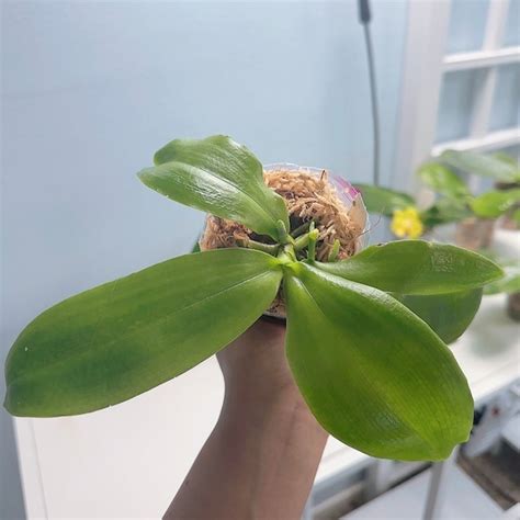 Phal Mituo Golden Solar Etsy