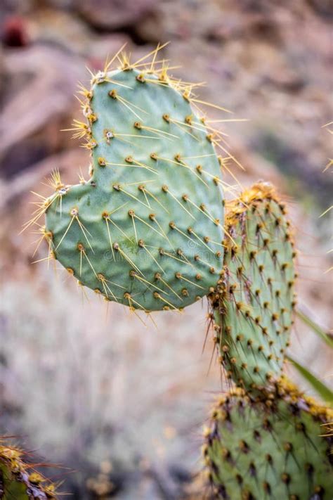 Een Cactus In De Woestijn Van Joshua Tree National Park Stock
