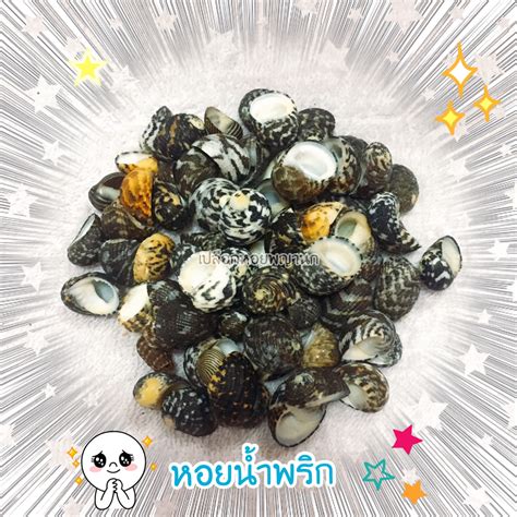 เปลือกหอยน้ำพริกลาย Diy คละขนาดยกถุง 100 กรัม 35 บาท Shell Nok Thaipick