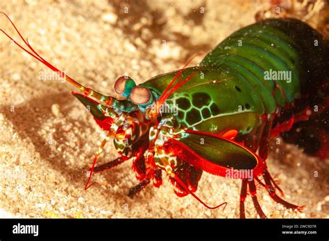 Malaysia Sabah Mabul Peacock Mantis Shrimp Odontodactylus Scyllarus