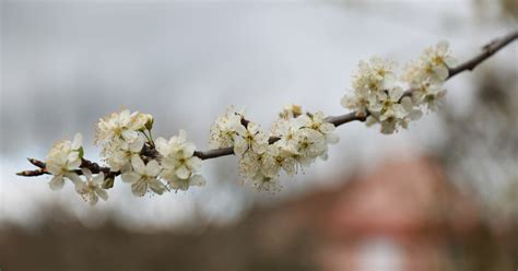 Hey Pandas Your Most Beautiful Photo Of A Tree In Bud Bored Panda