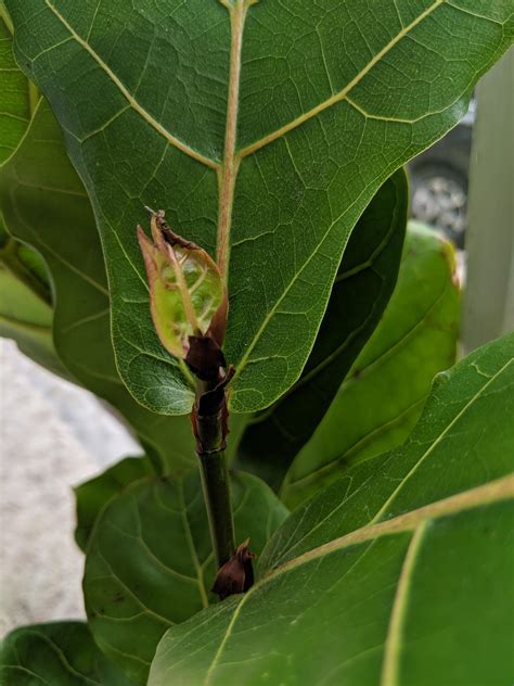 Update To Small Fiddle Leaf Fig Growth Still Normal Rplantclinic