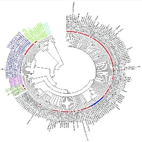 Neighbour Joining Nj Tree Of Domestic Goat Based On Mitochondrial