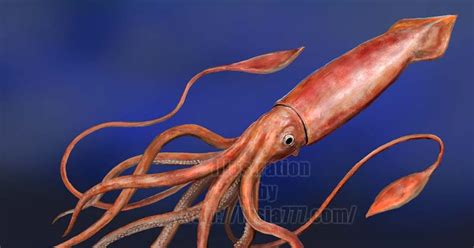 ダイオウイカ ダイオウイカ【仕事絵図解大事典 深海生物】 七海ルシア人外専門絵描きのイラスト Pixiv