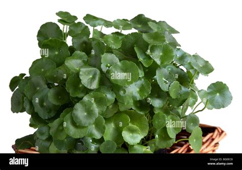 Brahmi Herb How To Use Brain Mind Article