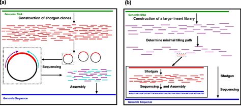 Figure 1 From Whole Genome Shotgun Sequencing Guided By Bioinformatics
