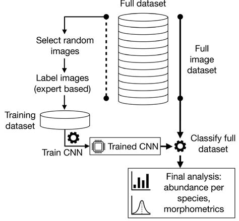 Schematic Of The Foraminifera Classification Workflow