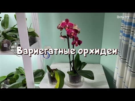 Вариегатные орхидеи. - YouTube
