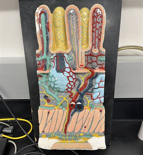 Small Intestine Diagram Quizlet Small Intestine Diagram Quizlet