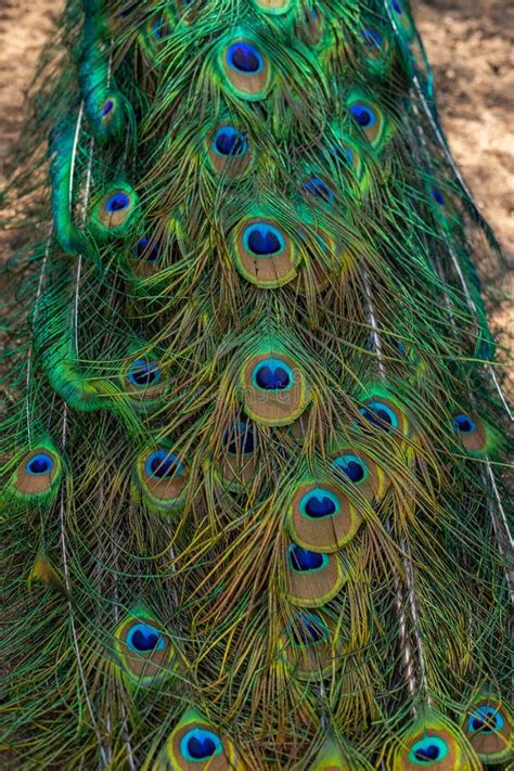 Pavo Real Que Muestra Sus Plumas De Cola Extendidas El Pavo Real