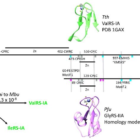 A Schematic Sequence Alignment Of A Class Iia Aars And A Class Ia Aars