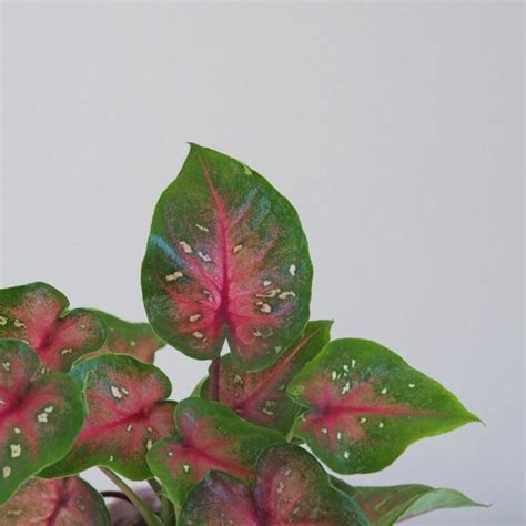 Caladium ‘pink Beauty Mini Plantizia Sk