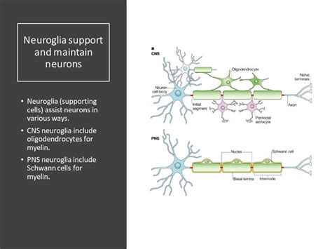 Introduction To The Nervous System Scientist Cindy