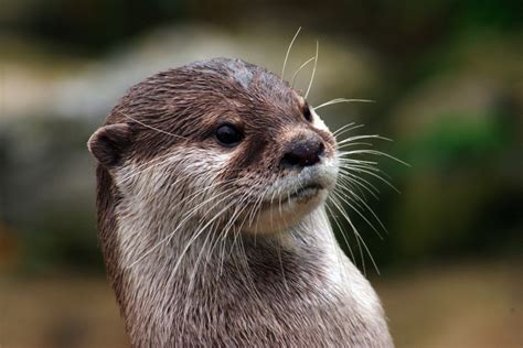 The Daily Otter