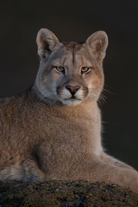 What One Photographer Learned After Spending Nearly A Year With Pumas