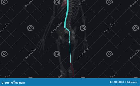 Popliteal Artery Is Located Behind Your Knee And Runs Behind Your Knee