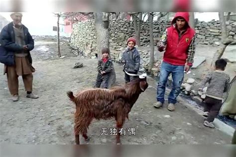 山羊攻击小伙，反被一招制服，山羊好家伙还是个练家子呀！