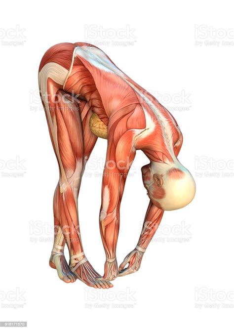 디지털 3d 렌더링 화이트에 근육 지도 함께 여성 그림 3차원 형태에 대한 스톡 사진 및 기타 이미지 3차원 형태 여성상