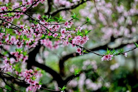 2025桃花故里景区游玩攻略 推荐沿宝狮湖红花村桃花 去哪儿攻略