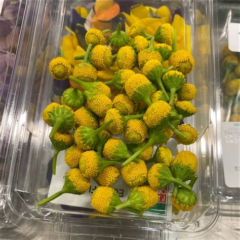 Edible Flower Buzz Button Dangerous At Michael Thornton Blog