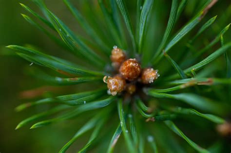 매크로 플로럴 배경 매크로 녹색 소나무 바늘 배경 소나무 콘과 녹색 소나무 바늘 아름다운 매크로 벽지 부드러운 초점 추상적 인 자연 패턴 0명에 대한 스톡 사진 및 기타