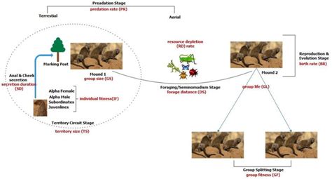 The Model Of The Proposed Optimization Process For Admo Download