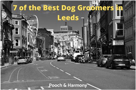 6 Of The Best Dog Groomers In Leeds Pooch And Harmony