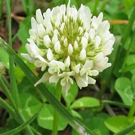 White Dutch Clover 5 LB 1 280 000 Seeds Heirloom Non GMO Open