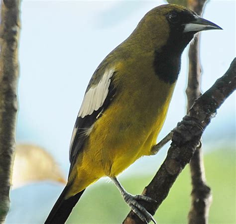 A Wandering Naturalist Jamaica Chi Chi Bud Oh