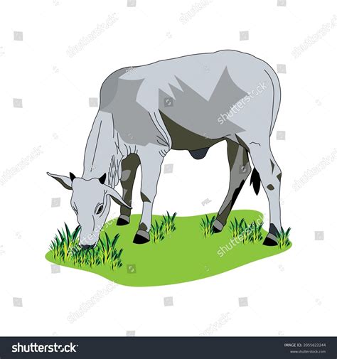 White Male Indian Cow Eating Grass Stock Vector Royalty Free