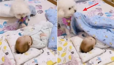 자다가 이불 발로 걷어찬 아기 감기에 걸릴까봐 걱정됐던 강아지의 행동에 엄마는 감동 물결