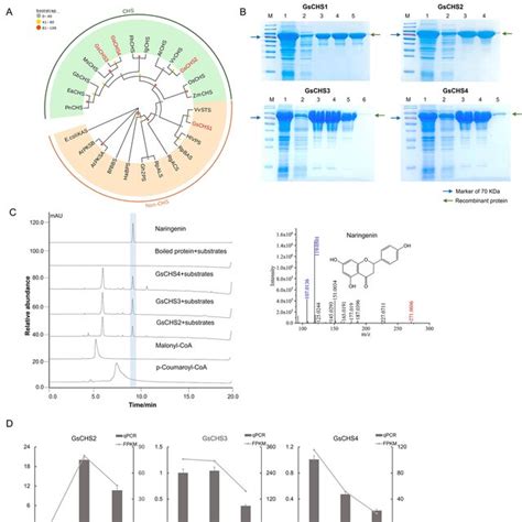 Predicted Biosynthetic Pathway Of Flavonoids In Grona Styracifolia The