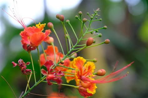 Caesalpinia Pulcherrima는 아메리카 대륙의 열대 지방과 아열대 지방에 서식하는 완두콩과 Fabaceae의 꽃