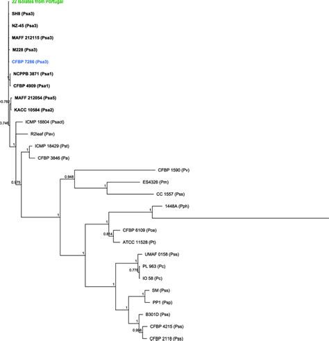 Phylogenetic Tree Using Four Concatenated Housekeeping Genes Gapa