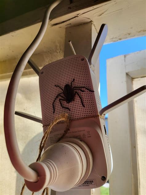 Spider Security For My Workshop Wifi R Insects
