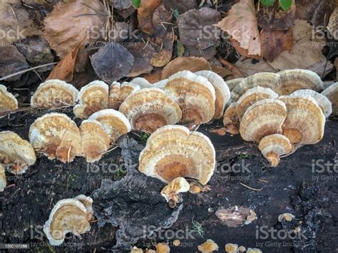 Trametes Versicolor 터키 꼬리 식용 버섯 암 치료 대체 의학 브라켓 균류에 대한 스톡 사진 및 기타 이미지