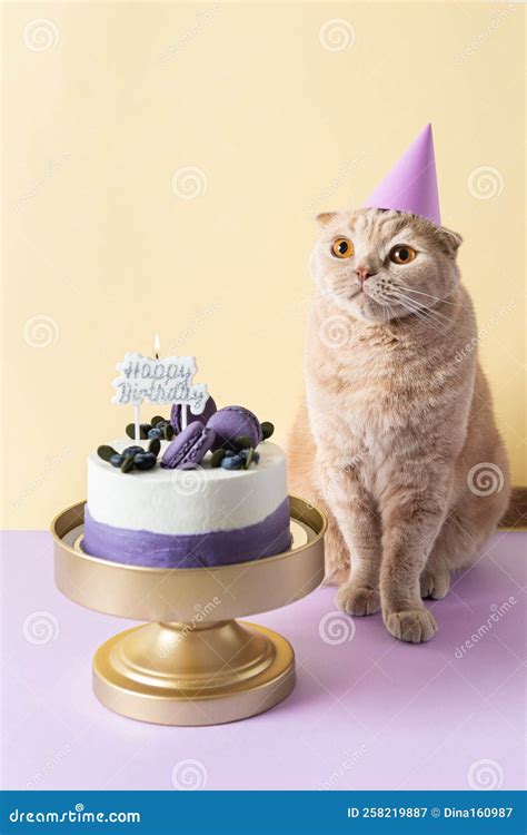 Merry Kitty Birthday Cat`s Birthday Cute Cat At A Party Cake With A