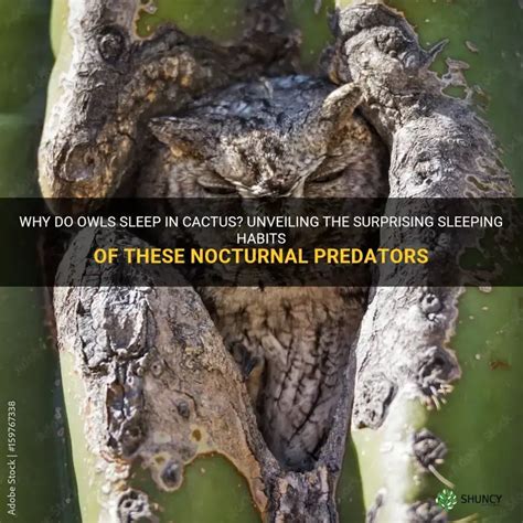 Why Do Owls Sleep In Cactus Unveiling The Surprising Sleeping Habits Of These Nocturnal