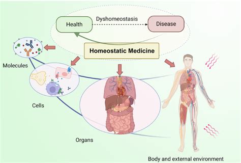 Examples Of Homeostatic Imbalance Explained