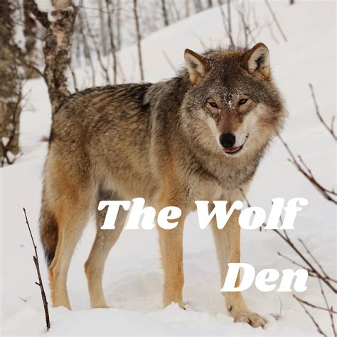 The Wolf Den Spaces Recording • A Podcast On Spotify For Podcasters