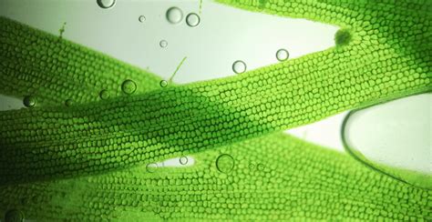 6 Mind Blowing Facts About Algae You Probably Didnt Know New Earth Life Sciences