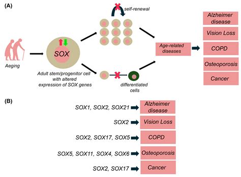 The Role Of Sox Transcription Factors In Ageing And Age Related Diseases