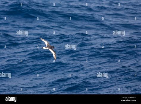 Antarctic Petrel Thalassoica Antarctica In Flight Southern Ocean