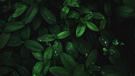 Обои лист капли дождя капли росы 1920x1080 Full Hd от Vozuru картинки на рабочий стол и заставки