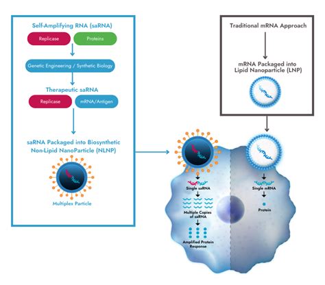 Sarna Biology Chimeron Bio Pioneering In Vivo Car T Therapy