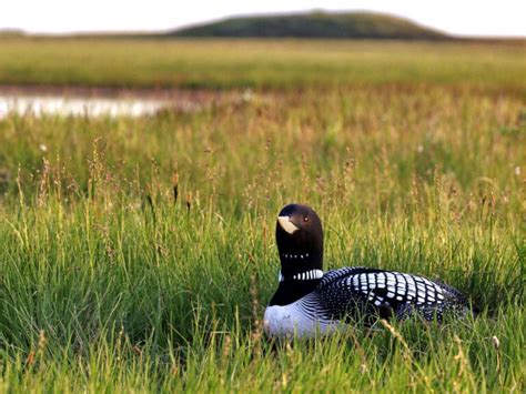 Available On Six Continents Merlin Bird Id Can Now Identify 6000