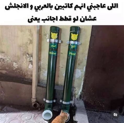 ‎Ċāłm 𐦍‎ ‎ميمزعربية ميمز ميمر ميمزالشرقالاوسط ميمزاتكم ميمز
