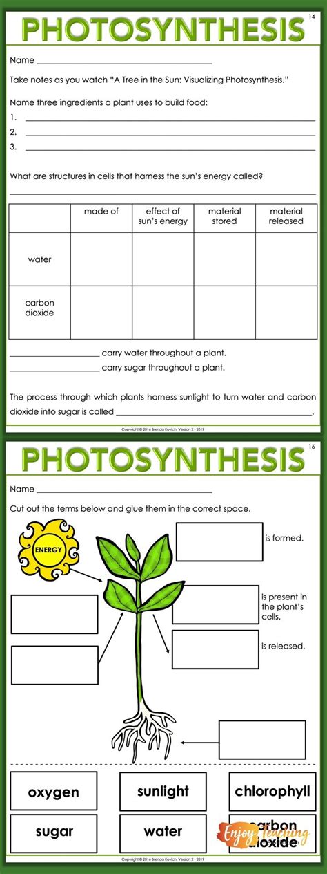 Photosynthesis Lab Sheet At Donald Peterson Blog