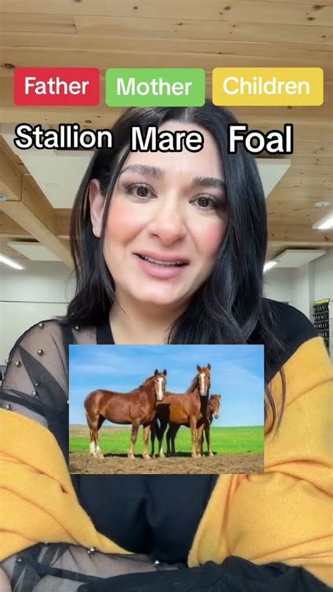 Animals Youtube